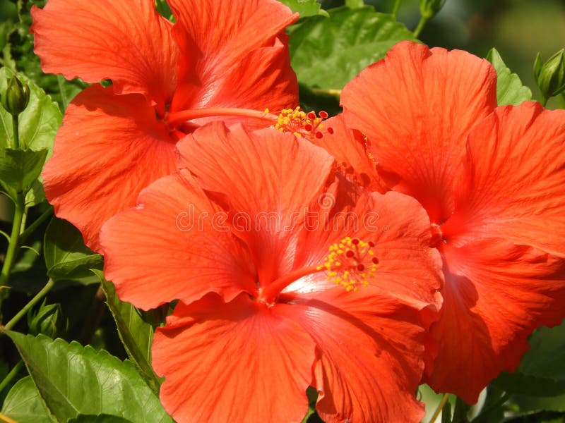 Joba Flower Stock Photos - Download 61 Royalty Free Photos