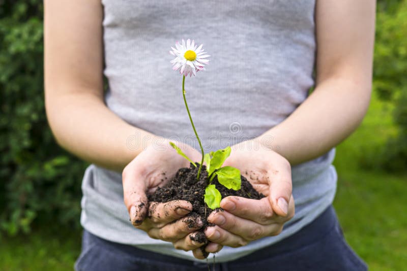 Natural Flower Seedling Save in Hands Stock Photo - Image of close ...