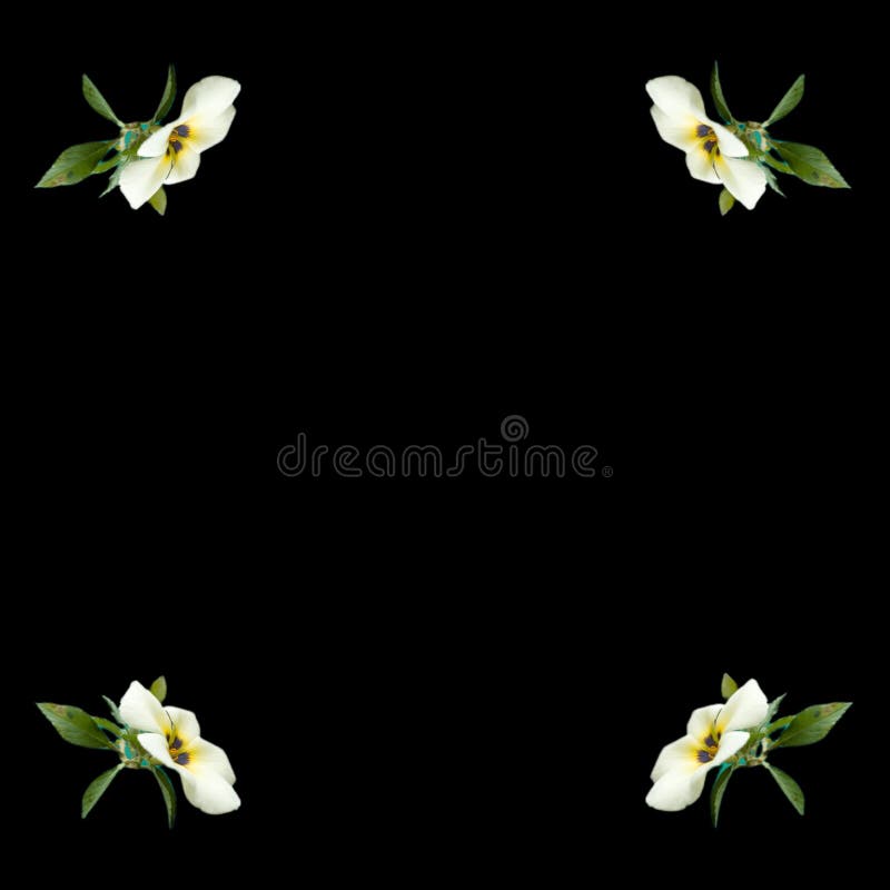 Natural Flower Solid and Transparent Background Color Stock Photo ...