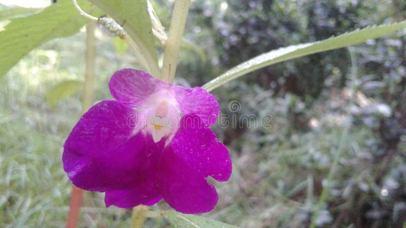 Kudalu Flower Stock Photos - Free & Royalty-Free Stock Photos from ...