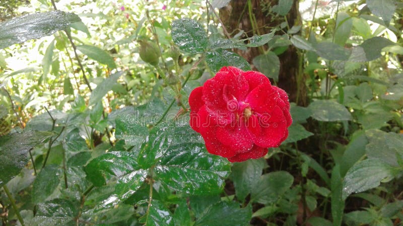 Kudalu Flower Stock Photos - Free & Royalty-Free Stock Photos from ...