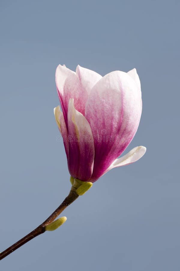 Natural flower on tree stock photo. Image of vibrant, leaf - 4612540