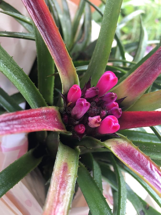 Natural flower stock photo. Image of plants, unedited - 74790774