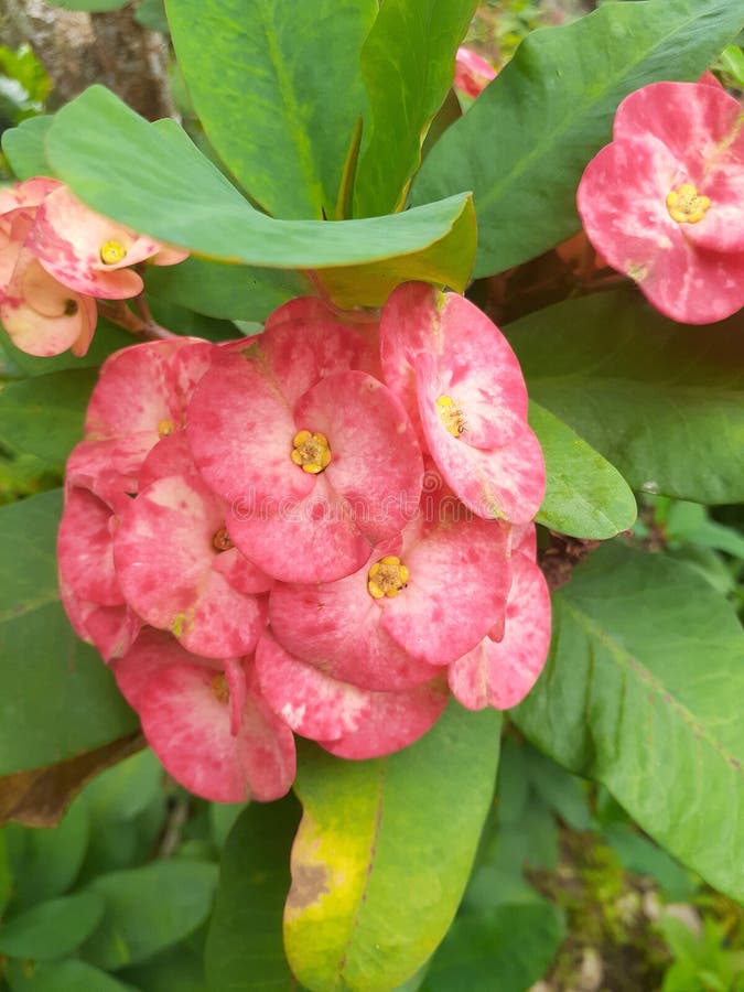 Natural flower visit java stock image. Image of java - 212531693