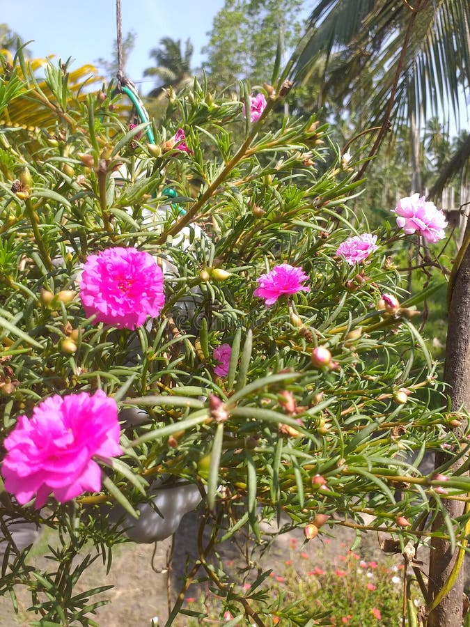 Natural Flower for Your Mind Stock Image - Image of flower, mindmind ...