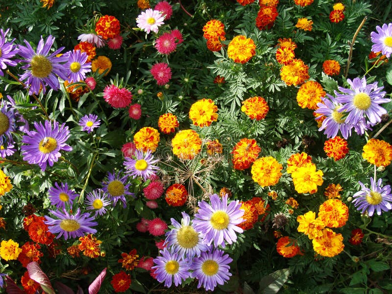 Natural flowers stock image. Image of bright, nice, beautiful - 12413923