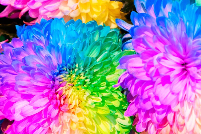 Natural flowers background stock image. Image of background - 200085185