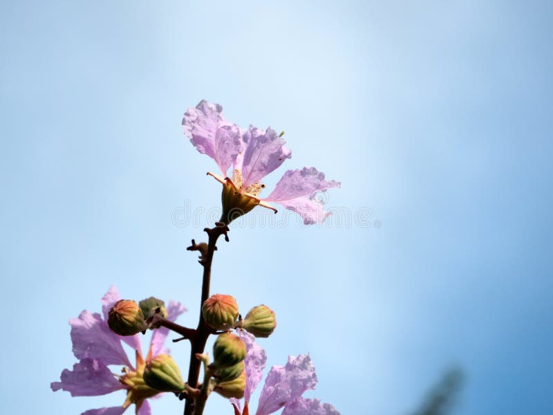 Natural stock image. Image of blooming, backdrop, natural - 180893721