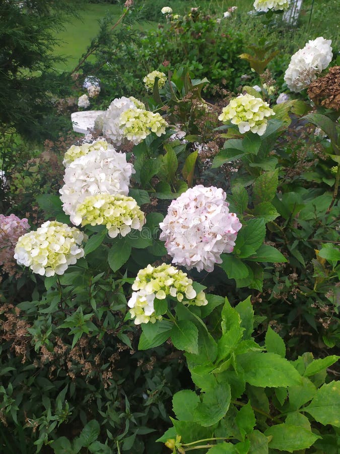 Natural flowers pick stock photo. Image of garden, rose - 187085502