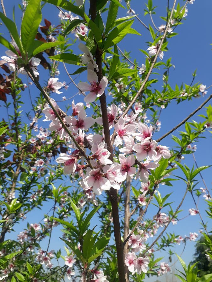 Natural flowers stock image. Image of beautiful, natural - 173146003