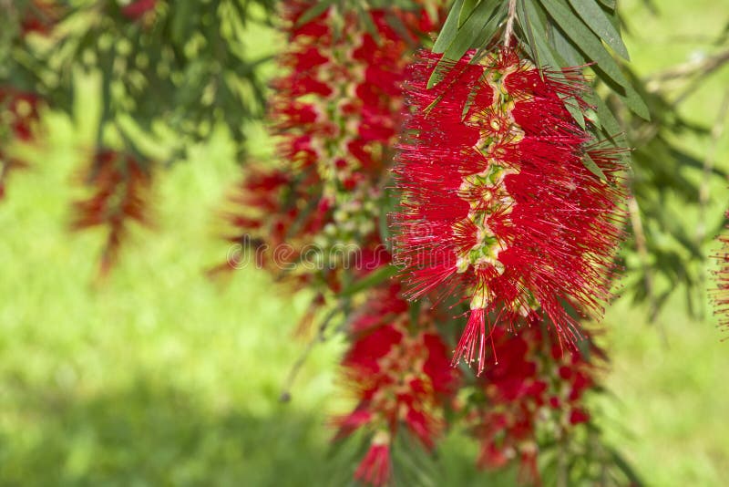 Natural flowers stock photo. Image of plants, feathery - 72909216