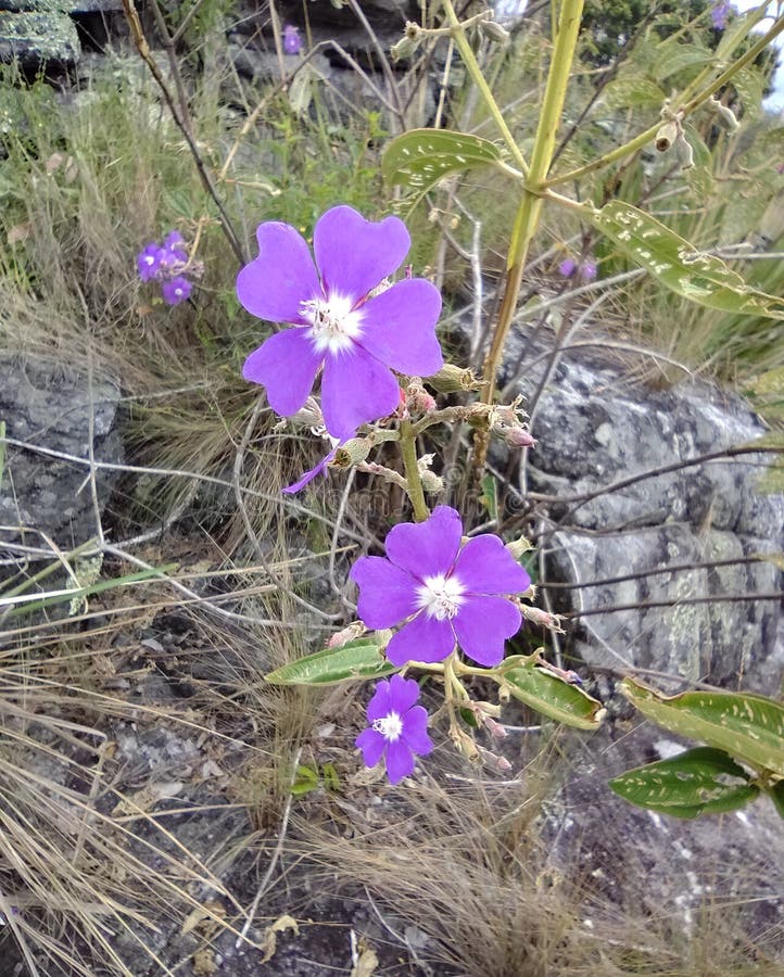 Natural Flowers in the Spring of Brazil Stock Photo - Image of flower ...