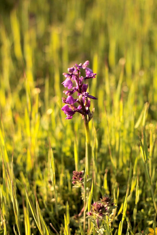 Natural Flowers of Striking Colors Stock Photo - Image of nature ...
