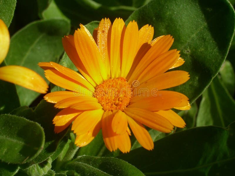 Natural Flowers of Striking Colors Stock Image - Image of season, plant ...