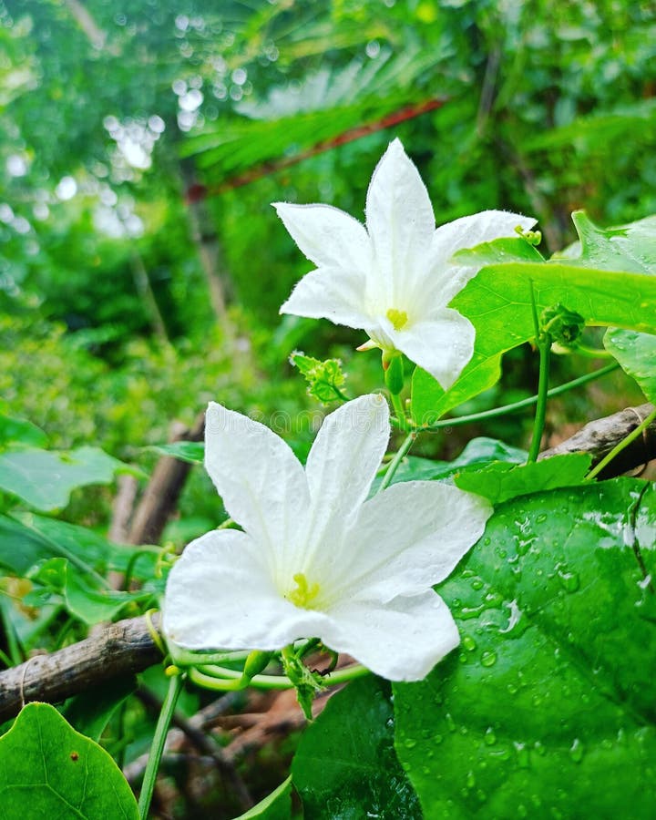 Natural Flowers Tree always Happy in India Stock Image - Image of tree ...