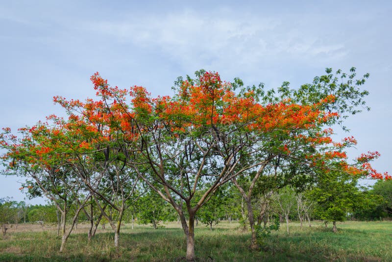 Natural flowers and trees stock photo. Image of relax - 73573668