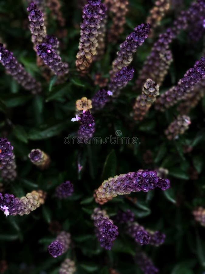 Natural Abstract in Violet Tones Stock Photo - Image of abstract ...