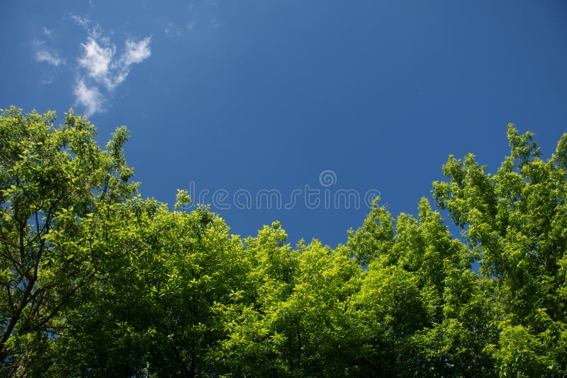 Natural Foliage and Sky Background Stock Image - Image of green, leaves ...