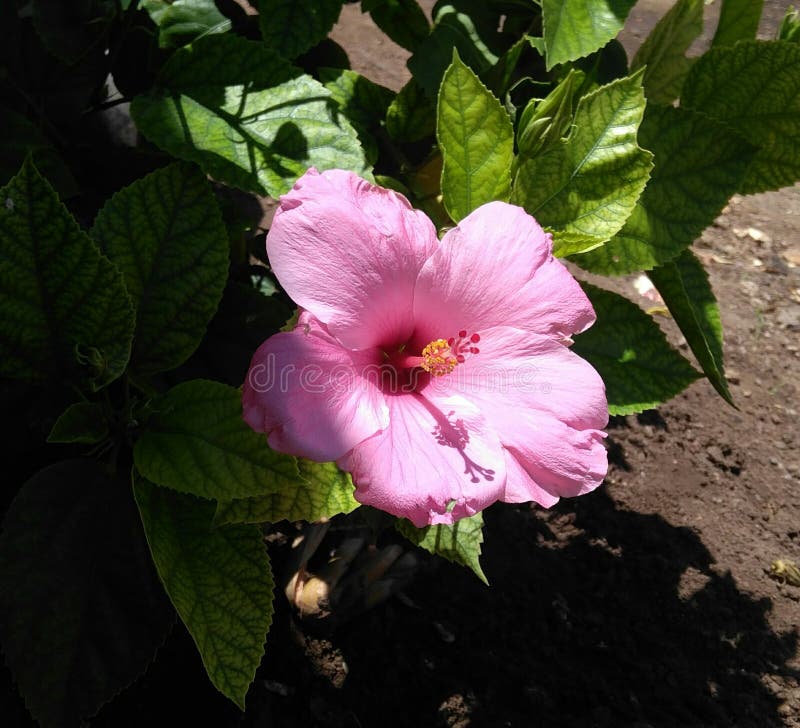 Natural folwer stock photo. Image of beatfull, india - 130071396