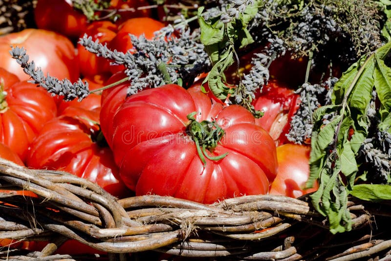 Natural food, tomatoes stock image. Image of fleshy, garden - 10922359