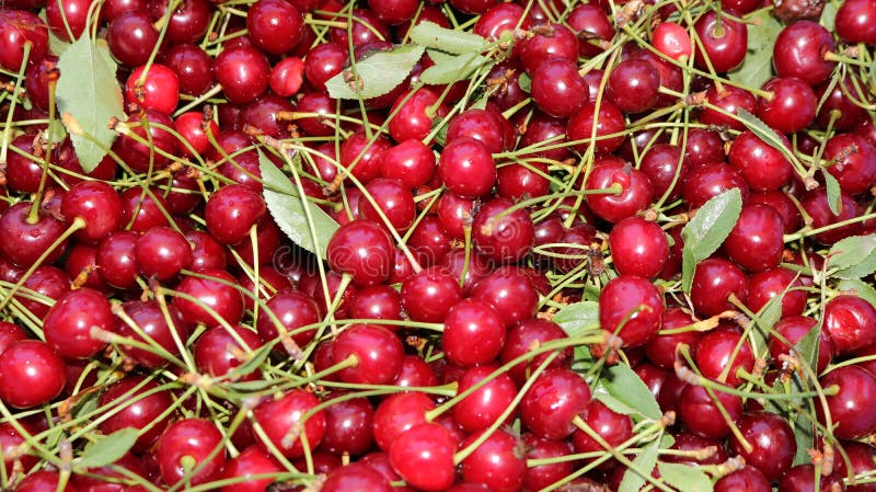 Natural Foods, Fruit, Cherry, Local Food Stock Photo - Image of ...