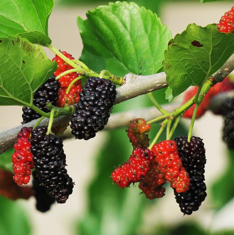 Natural Foods, Fruit, Mulberry, Berry Picture. Image: 113647901