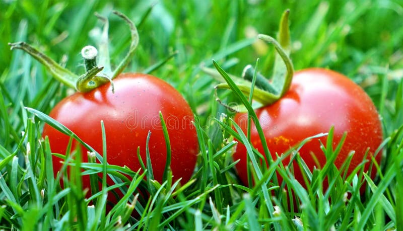 Natural Foods, Local Food, Fruit, Grass Picture. Image: 132275372