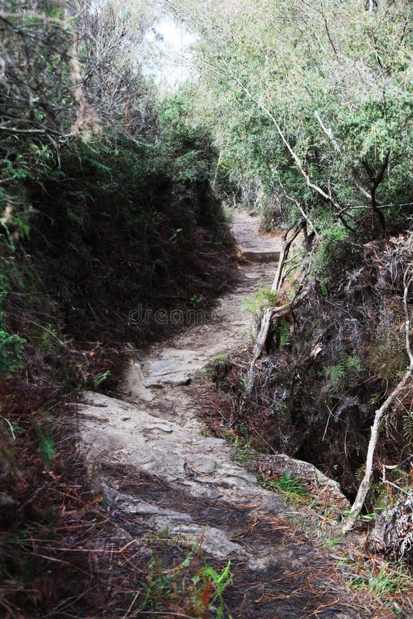 Natural Footpath with Trees and Grass in Green Stock Photo - Image of ...