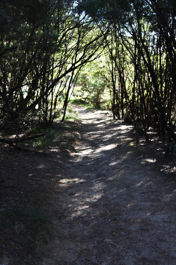 Natural Footpath with Trees in Silhouette Stock Photo - Image of ...