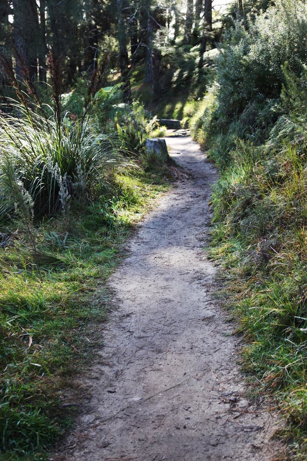 Natural Footpath with Trees in Silhouette Stock Image - Image of ...