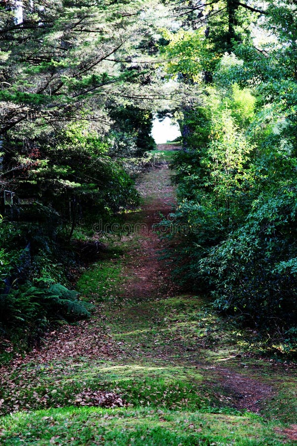 Natural Footpath with Trees in Silhouette Stock Image - Image of grass ...