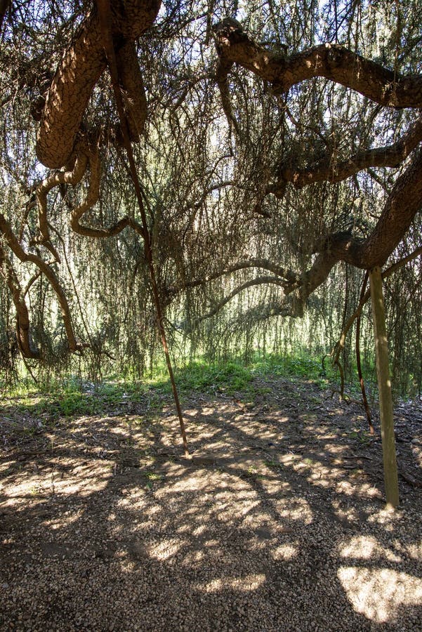 A natural footpath stock photo. Image of park, outdoor - 274030484