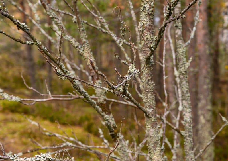 Natural Forest Background with Lichen on Tree Branches Stock Image ...