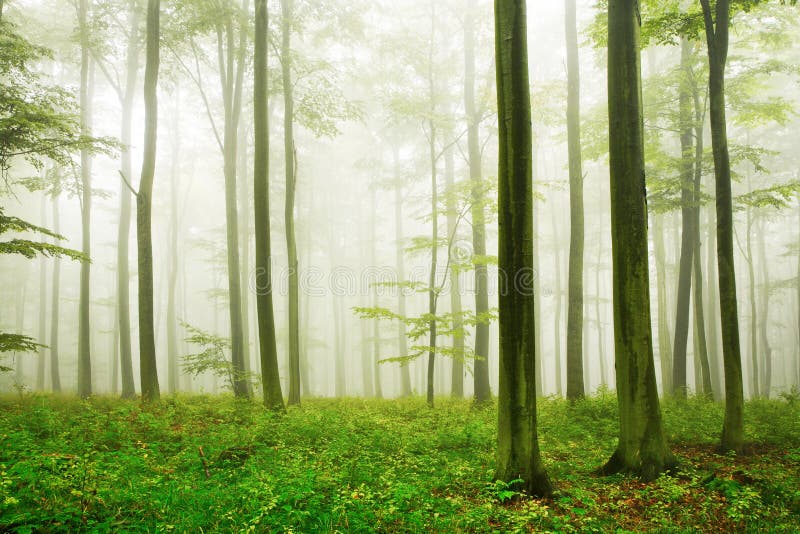 Natural Forest of Beech Trees with Fog and Drizzle Stock Image - Image ...