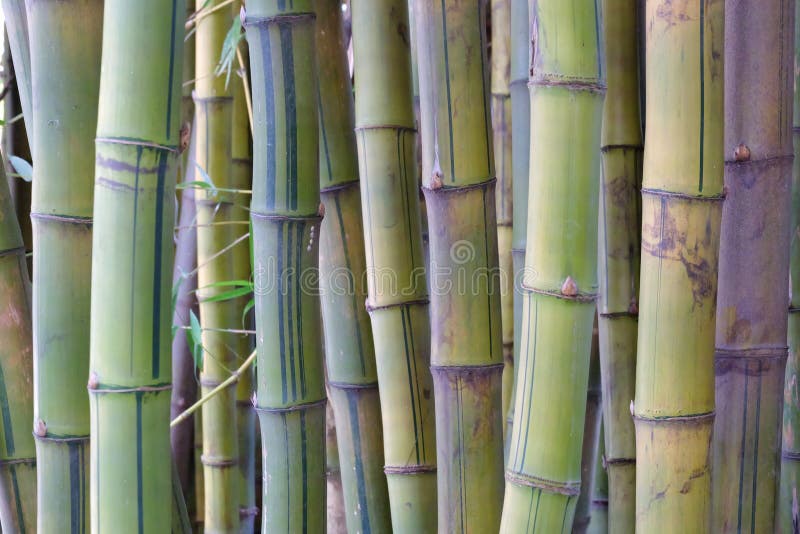 In Selective Focus of Many Bamboo Tree Trunks Stock Image - Image of ...