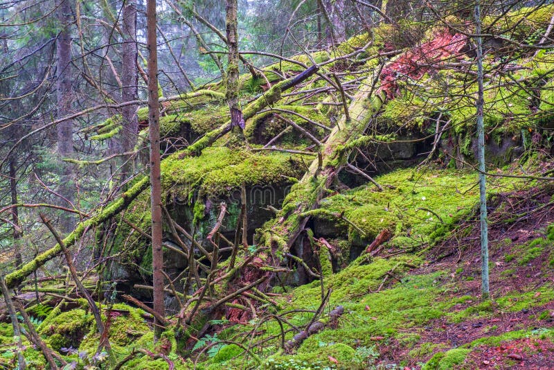Natural Forest with Fallen Trees at a Rocks Stock Photo - Image of ...