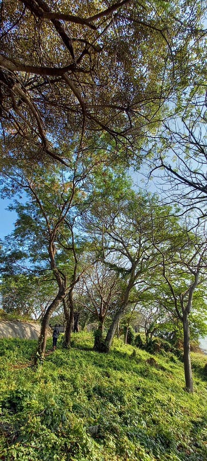 Natural Forest with Green Colour and Tree Stock Photo - Image of forest ...