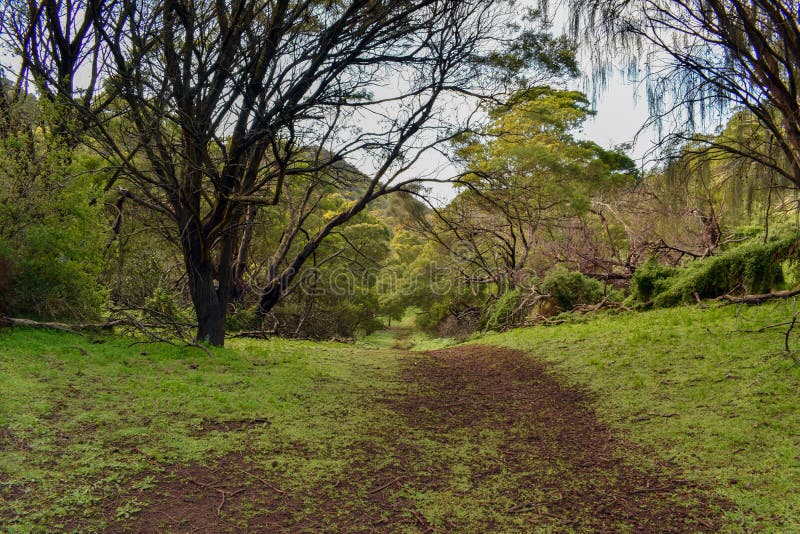 Natural Forest with Green Grass in Foreground Stock Photo - Image of ...
