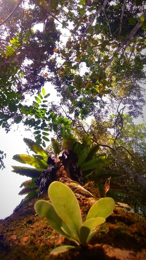 Natural forest jungle stock image. Image of sunlight - 220673051