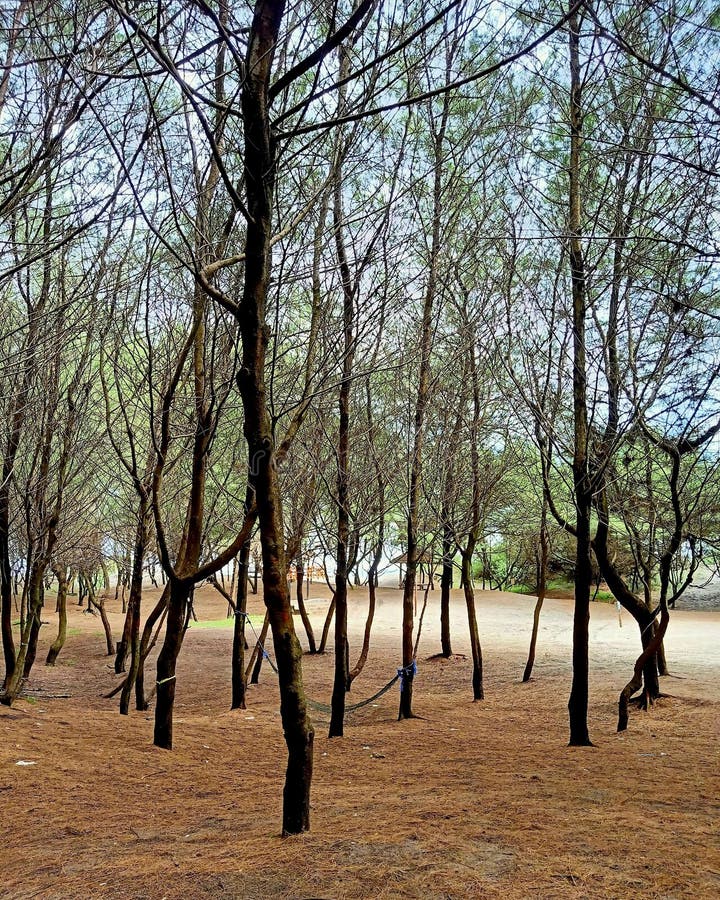 Natural Forest Landscape with Pine Trees and Sandy Soil Stock Image ...