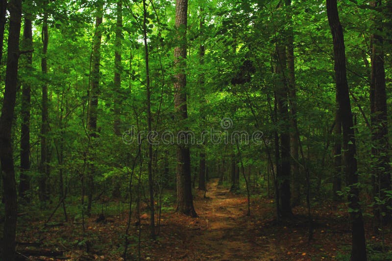 Natural Forest with Passage. Stock Photo - Image of forest, natural ...