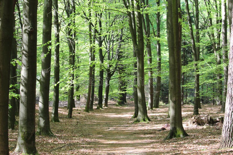 Natural Forest Path stock photo. Image of outdoors, foliage - 115832198