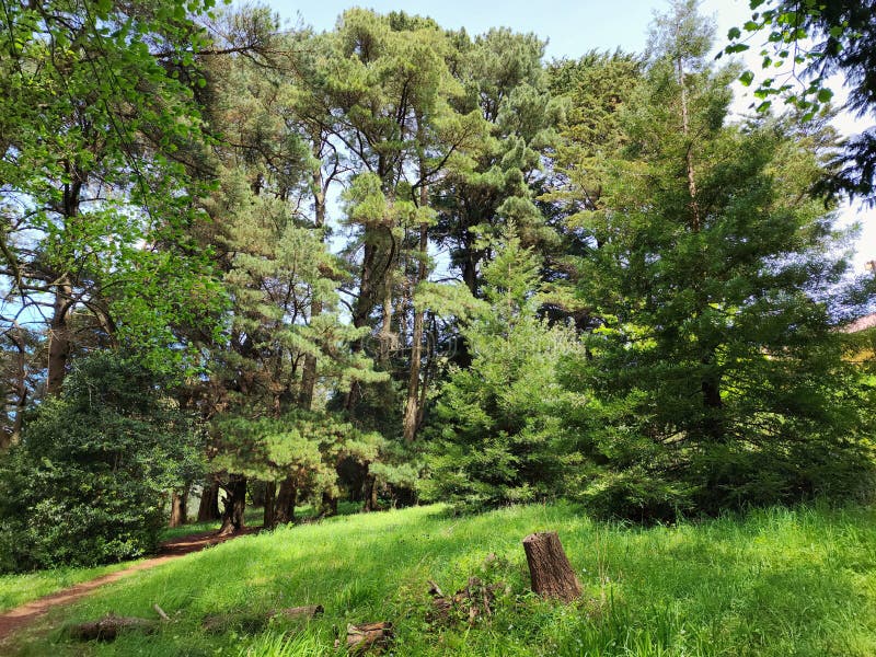 Natural Forest with Pathway and Tree Log during the Spring Stock Photo ...