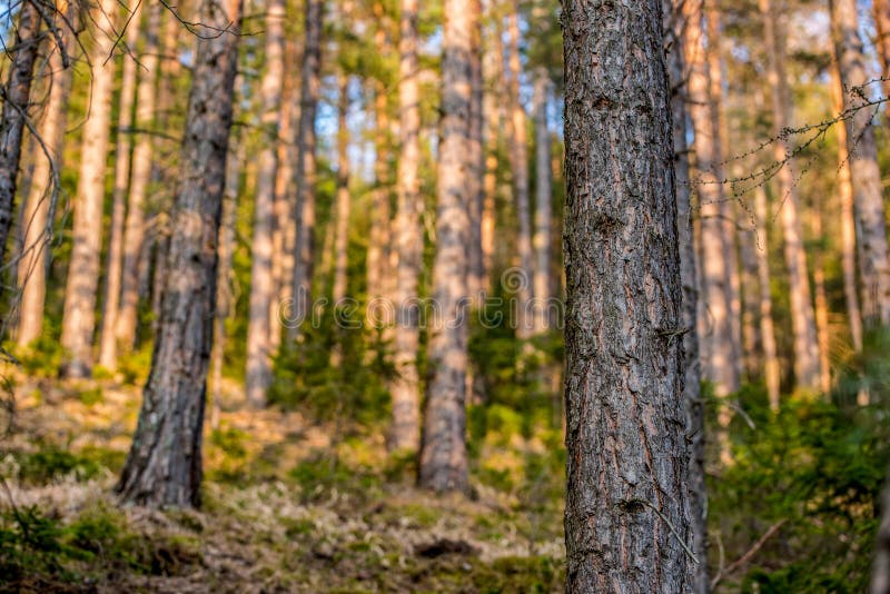 Natural Forest of Pine Trees. Nordic Pine Forest in Evening Light ...