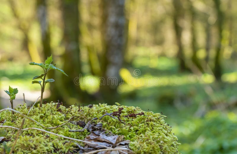 Natural Forest Scenery at Early Spring Time Stock Photo - Image of ...