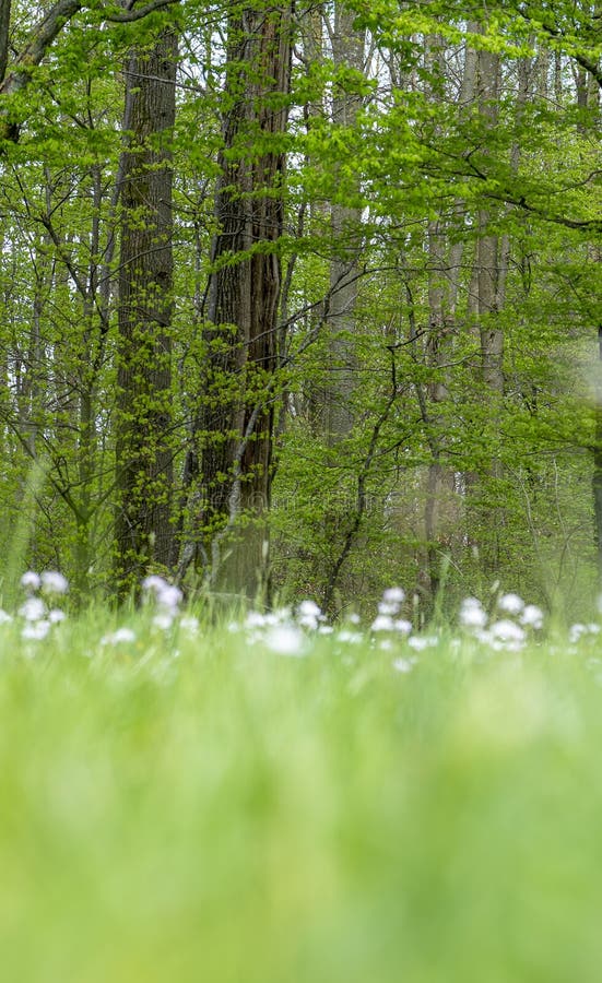 Natural Forest Scenery at Early Spring Time Stock Photo - Image of ...