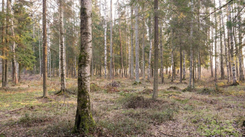 Natural Forest of Spruce and Deciduous Forest Stock Image - Image of ...