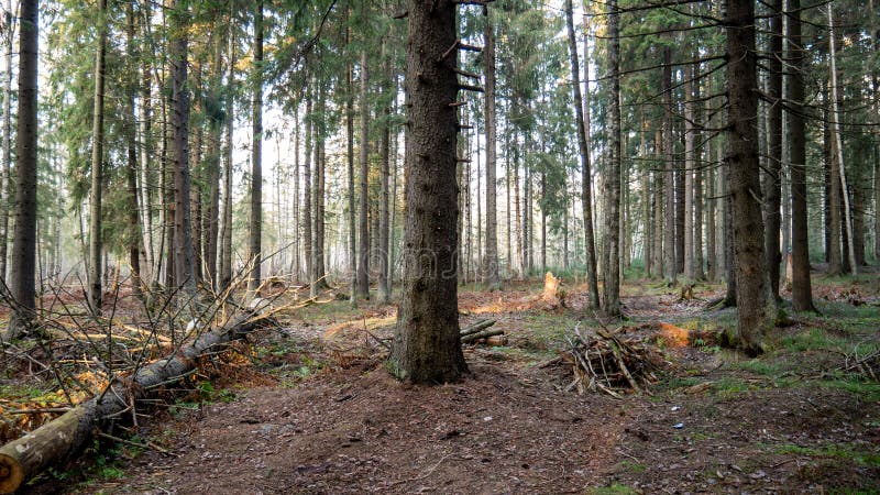 Natural Forest of Spruce and Deciduous Forest Stock Photo - Image of ...