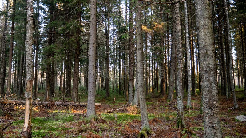 Natural Forest of Spruce and Deciduous Forest Stock Image - Image of ...