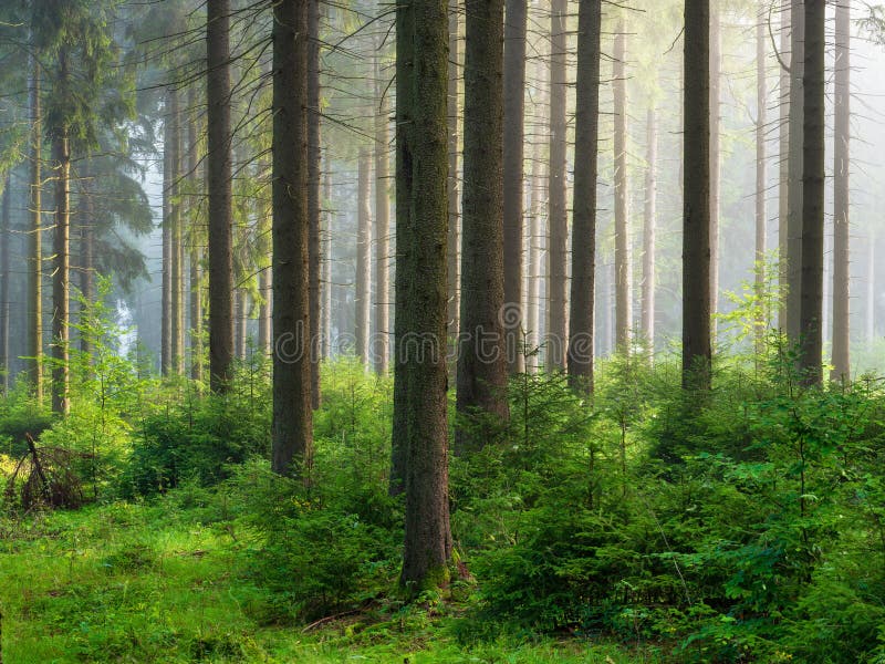 Natural Forest of Spruce Trees with Fog at Dawn Stock Image - Image of ...